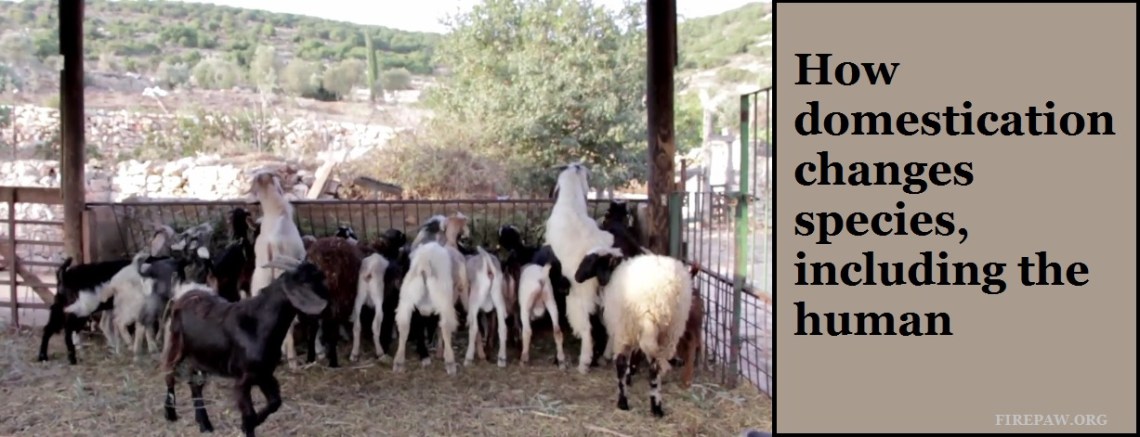 How Domesticating Animals Changes Humans–and the Animals We Dominate ...