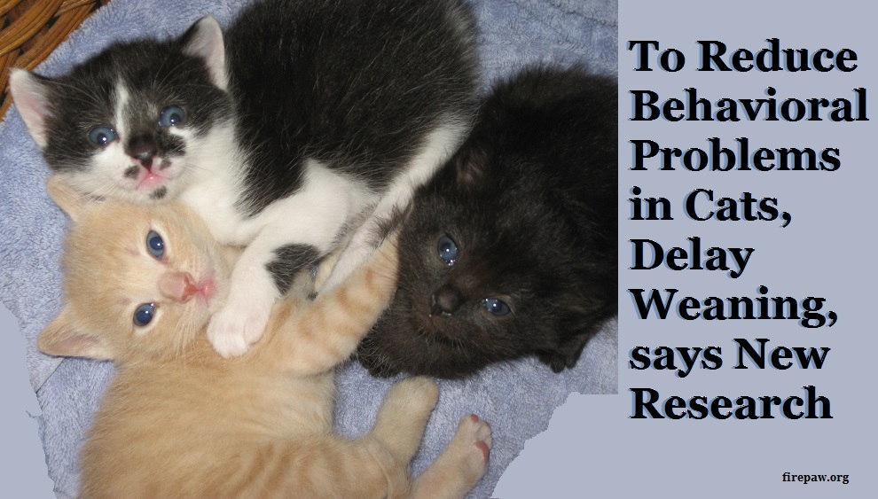 How to Reduce Cat Behavioral Problems: New study – FIREPAW, Inc.