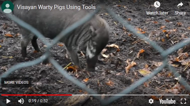 Pigs Use Tools: Recorded for First Time – FIREPAW, Inc.