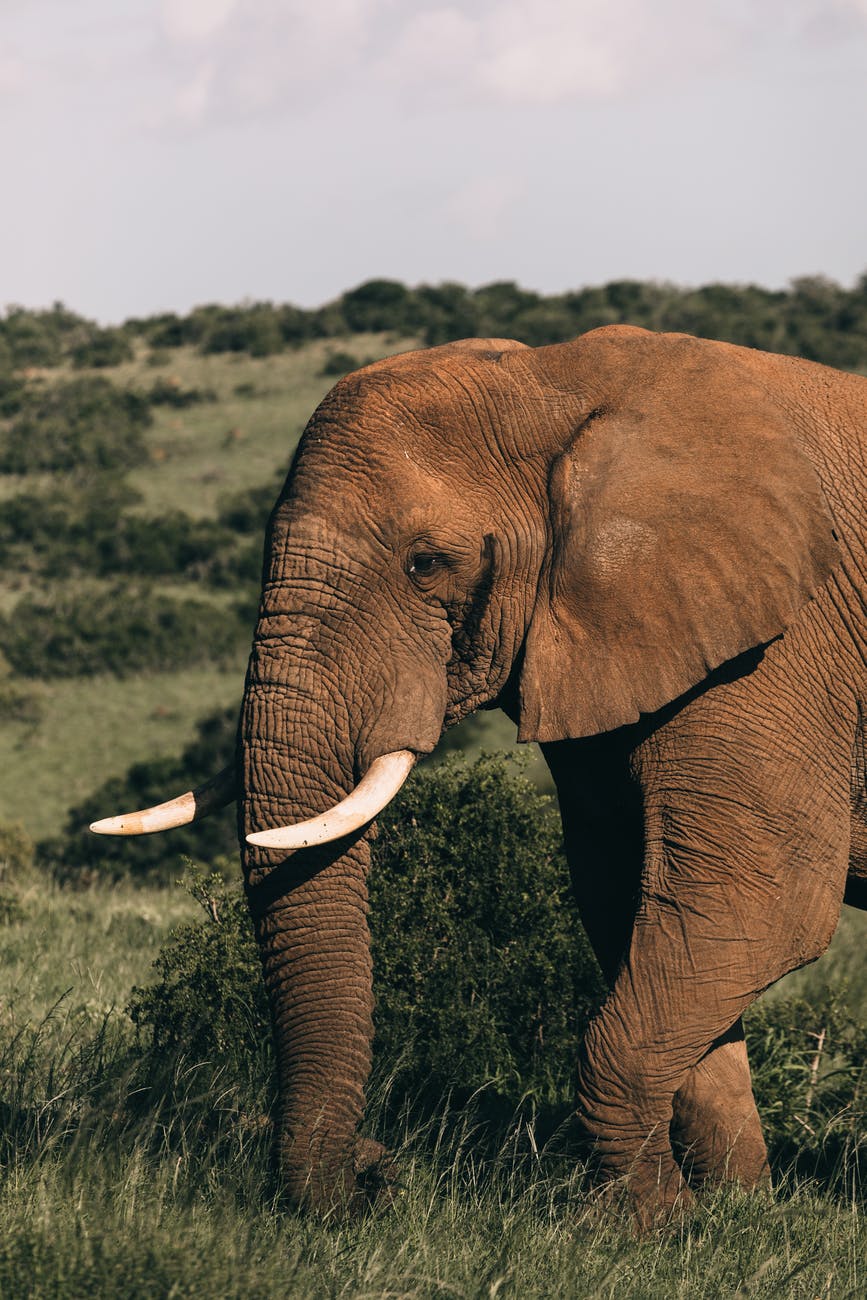 Elephant Personality Predicts Problem-Solving – FIREPAW, Inc.